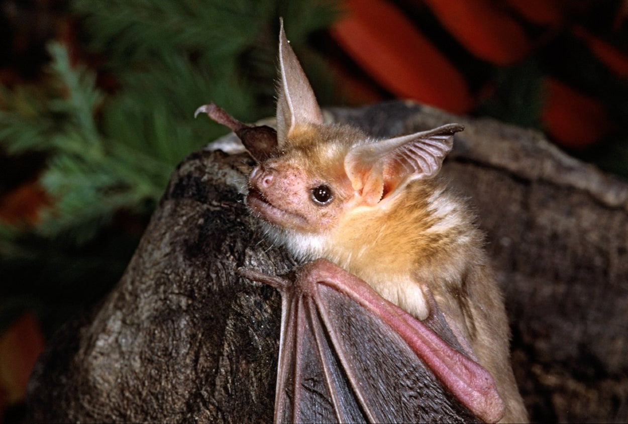 Exhibits – Roseville Rock Rollers Gem & Minerals Society